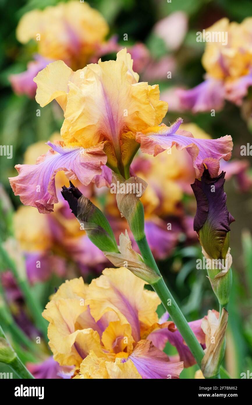 Tall bearded iris carnaby hi-res stock photography and images - Alamy