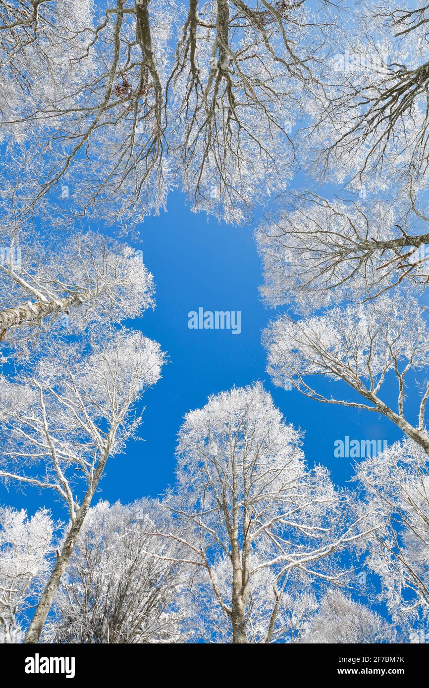 common beech (Fagus sylvatica), tree tops of snow covered beeches in ...