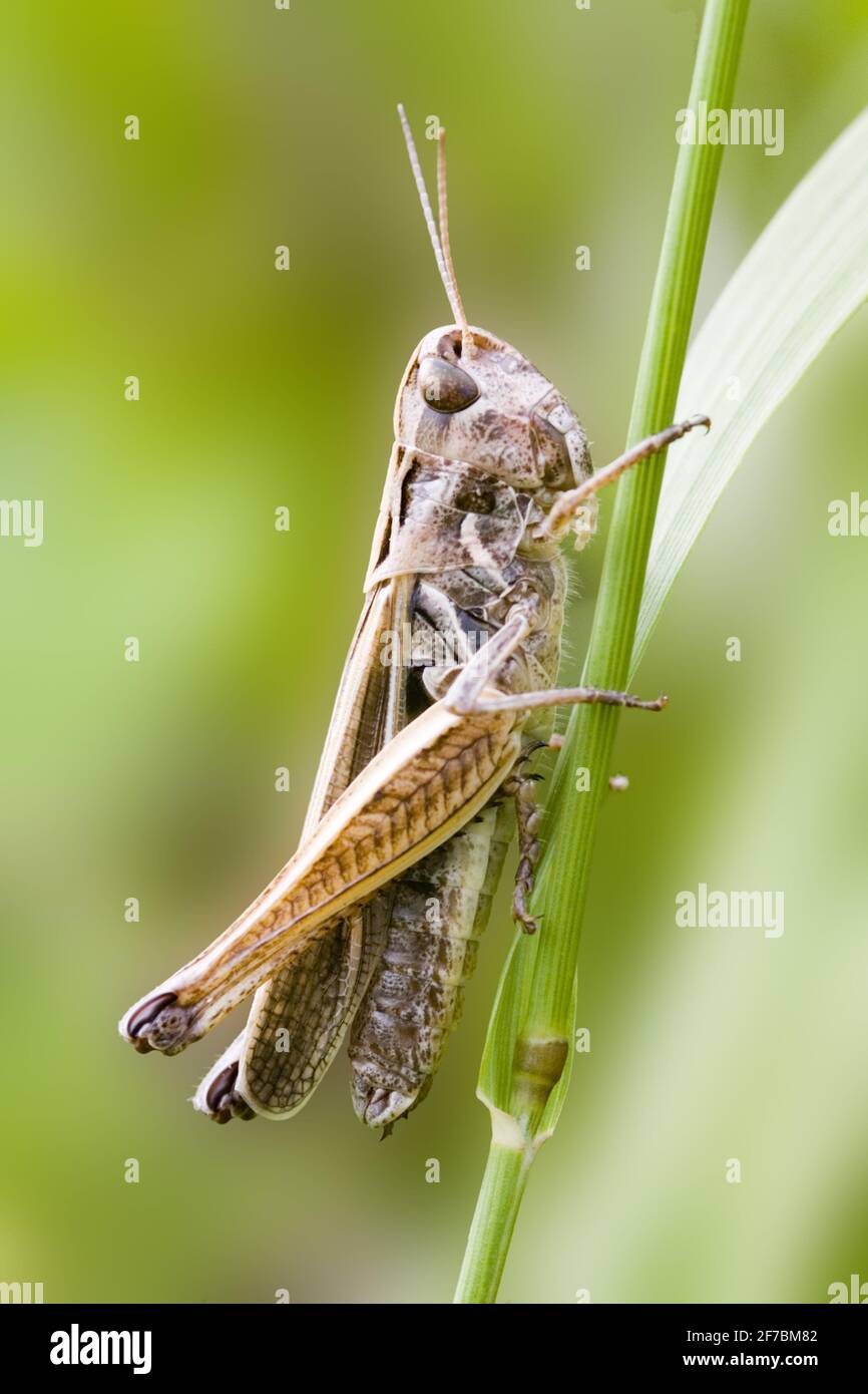 Field grasshopper, Common field grasshopper (Chorthippus brunneus ...