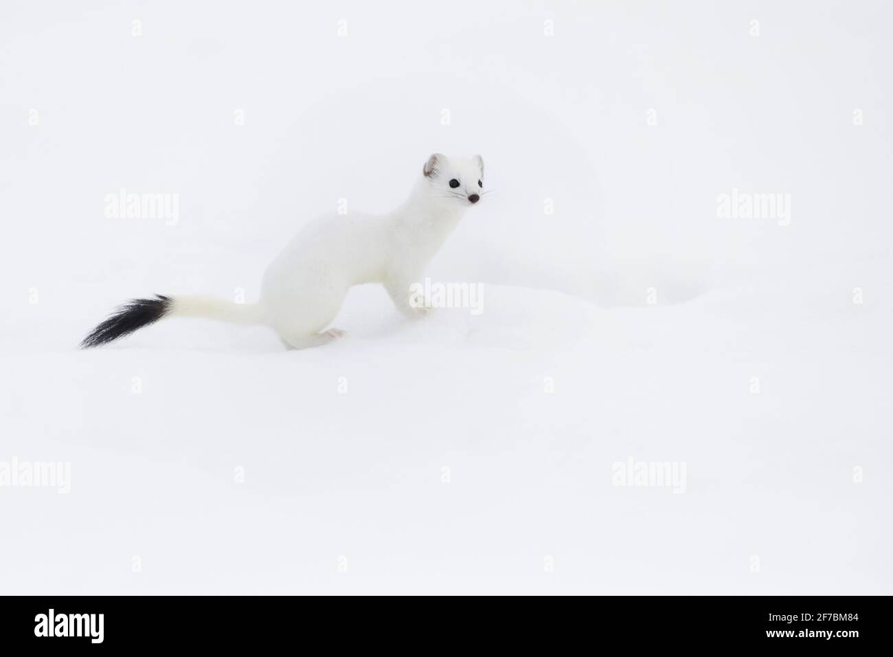 Ermine, Stoat, Short-tailed weasel (Mustela erminea), with winter fur ...