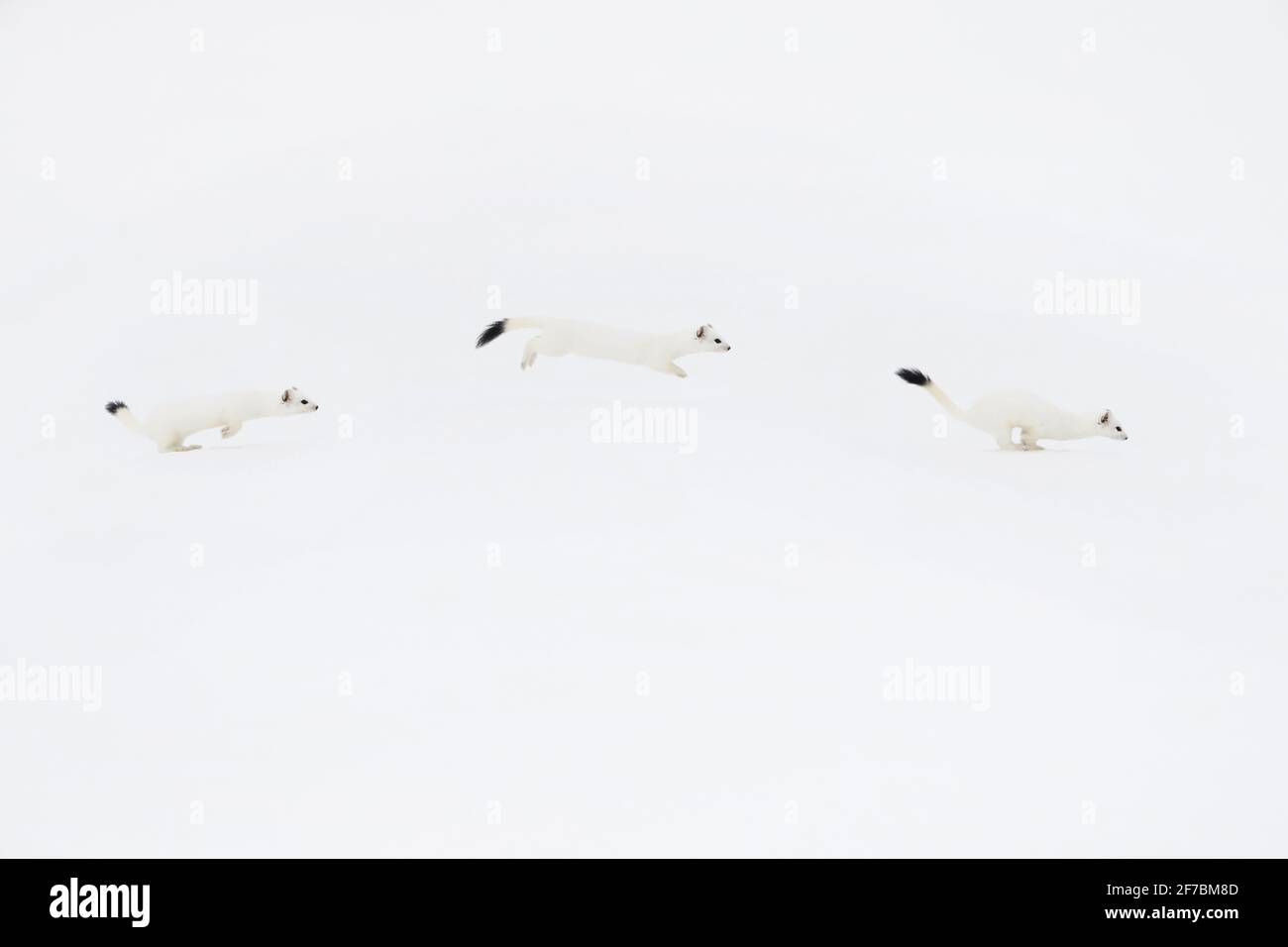 Ermine, Stoat, Short-tailed weasel (Mustela erminea), with winter fur ...