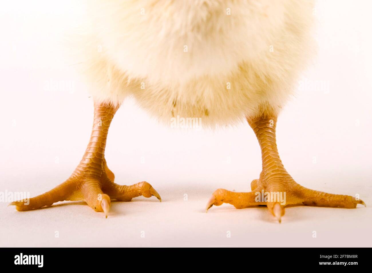 Chickens foot feet hi-res stock photography and images - Alamy