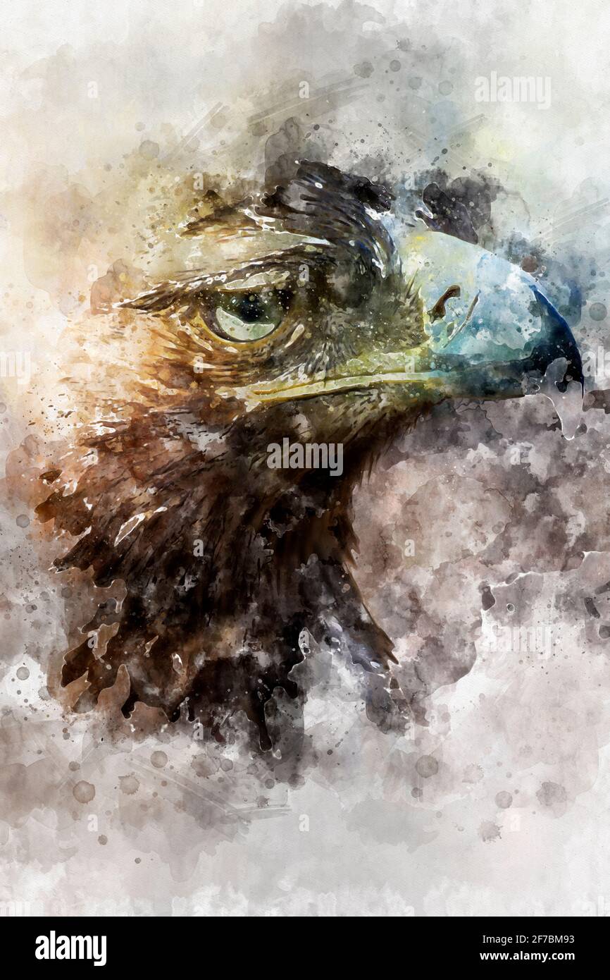 Watercolor, raptor eagle, diurnal bird of prey with beautiful plumage ...