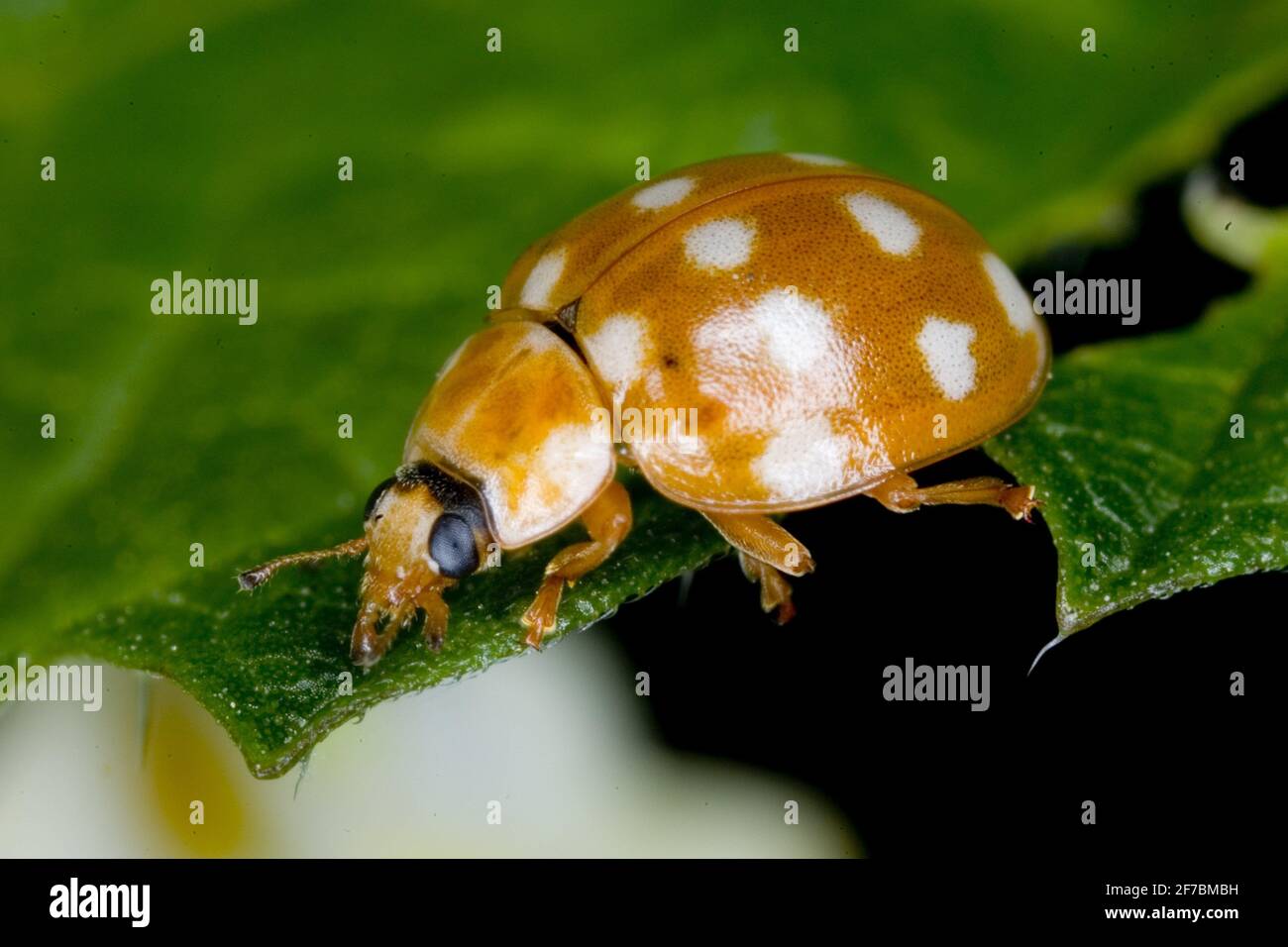 Cream-spot ladybird, Cream spot ladybird, Cream Spotted Lady-beetle ...
