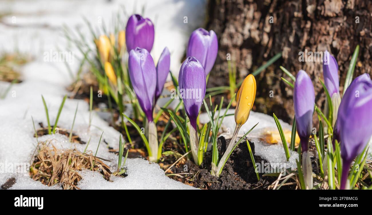 The spring crocus (Crocus vernus) is a species within the crocus genus ...