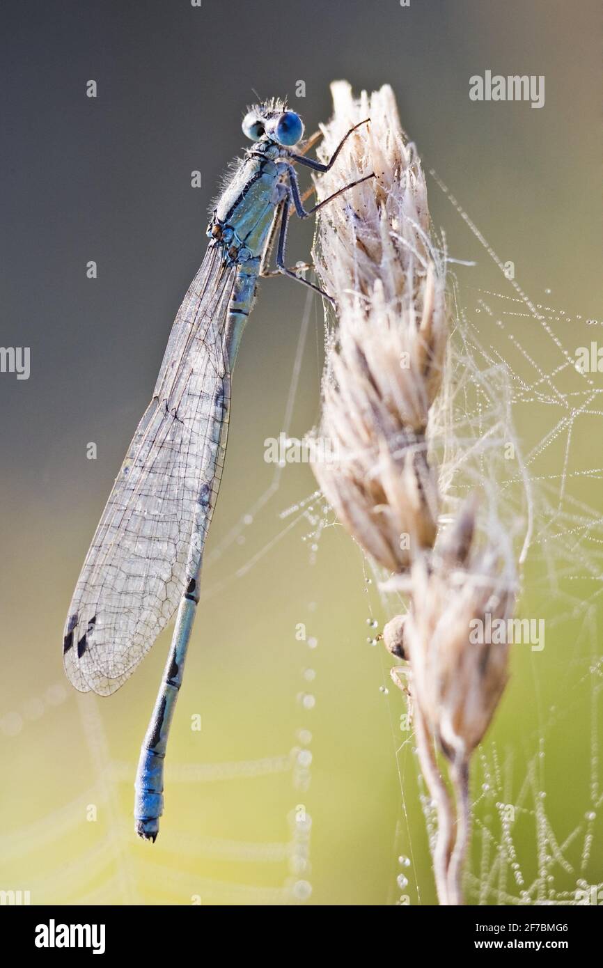 Common blue damselfly, Common bluet damselfly (Enallagma cyathigera ...