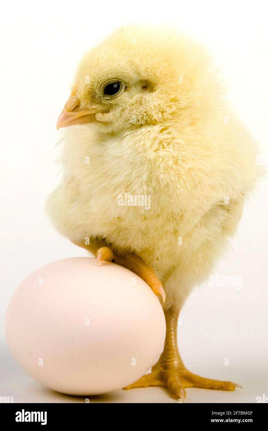 domestic fowl (Gallus gallus f. domestica), chick and egg Stock Photo ...