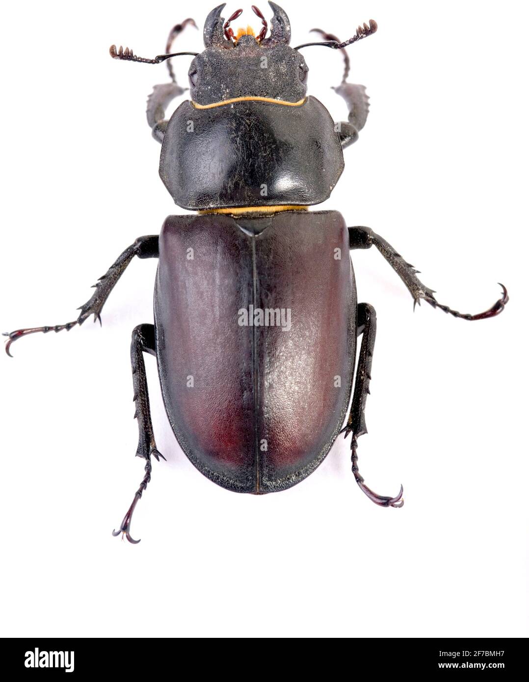 stag beetle, European stag beetle (Lucanus cervus), female, cut-out ...