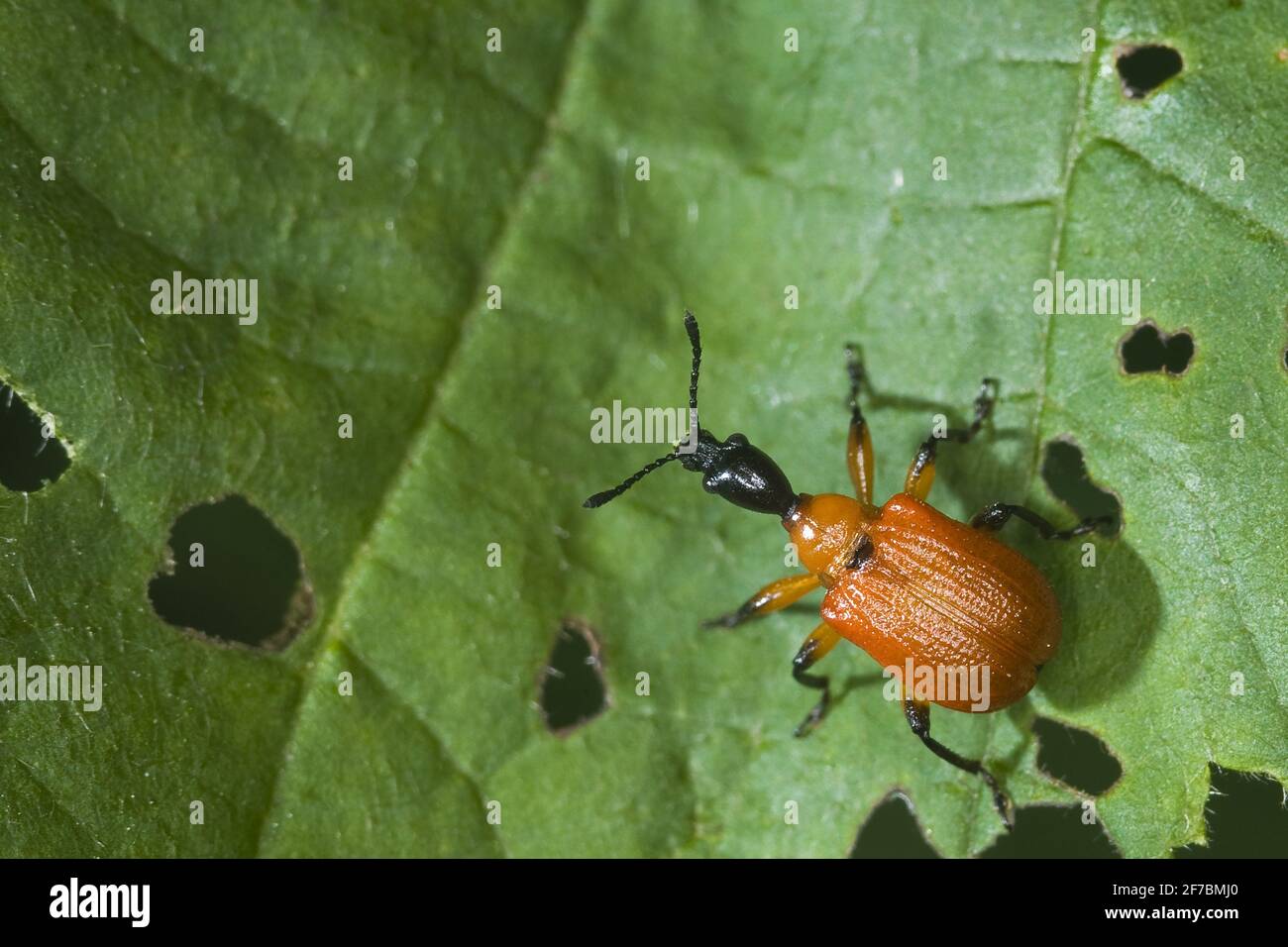Hazel weevil (Apoderus coryli), sits on an eroded leaf, Austria Stock ...