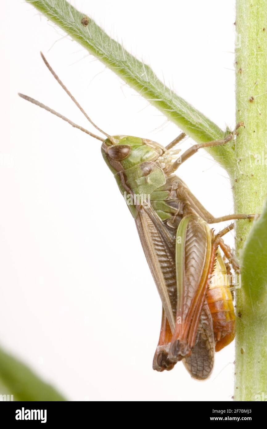 stripe-winged grasshopper, lined grasshopper (Stenobothrus lineatus ...