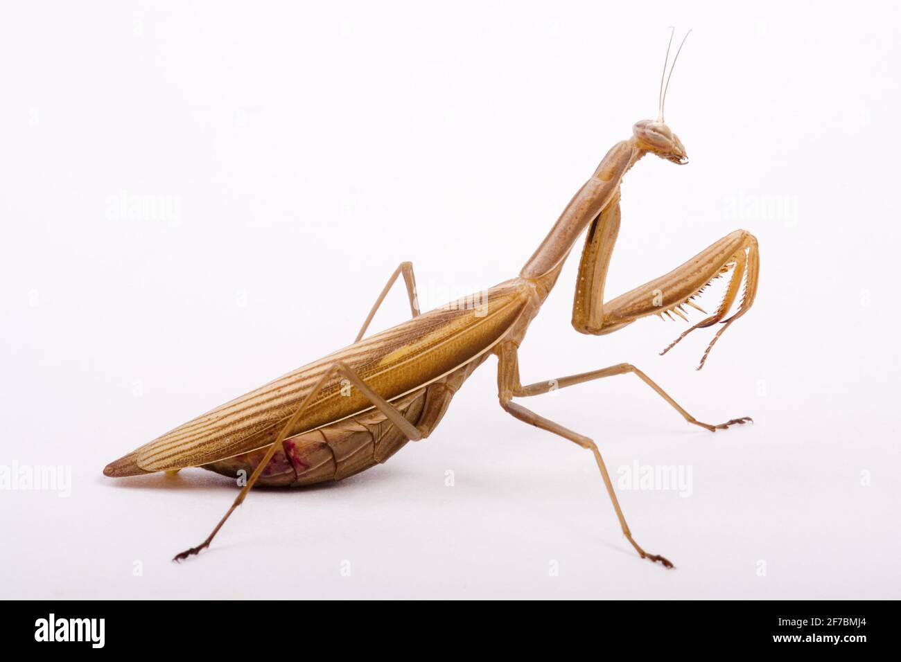 European preying mantis (Mantis religiosa), lateral view, studio ...