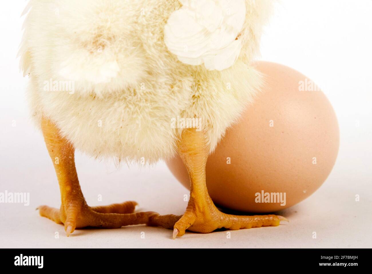 domestic fowl (Gallus gallus f. domestica), chick and egg Stock Photo ...