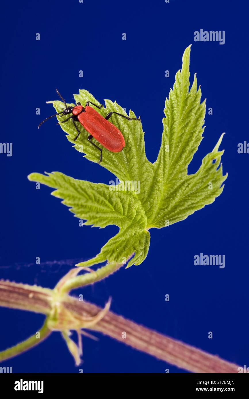 Scarlet fire beetle, Cardinal beetle (Pyrochroa coccinea), sits on a ...