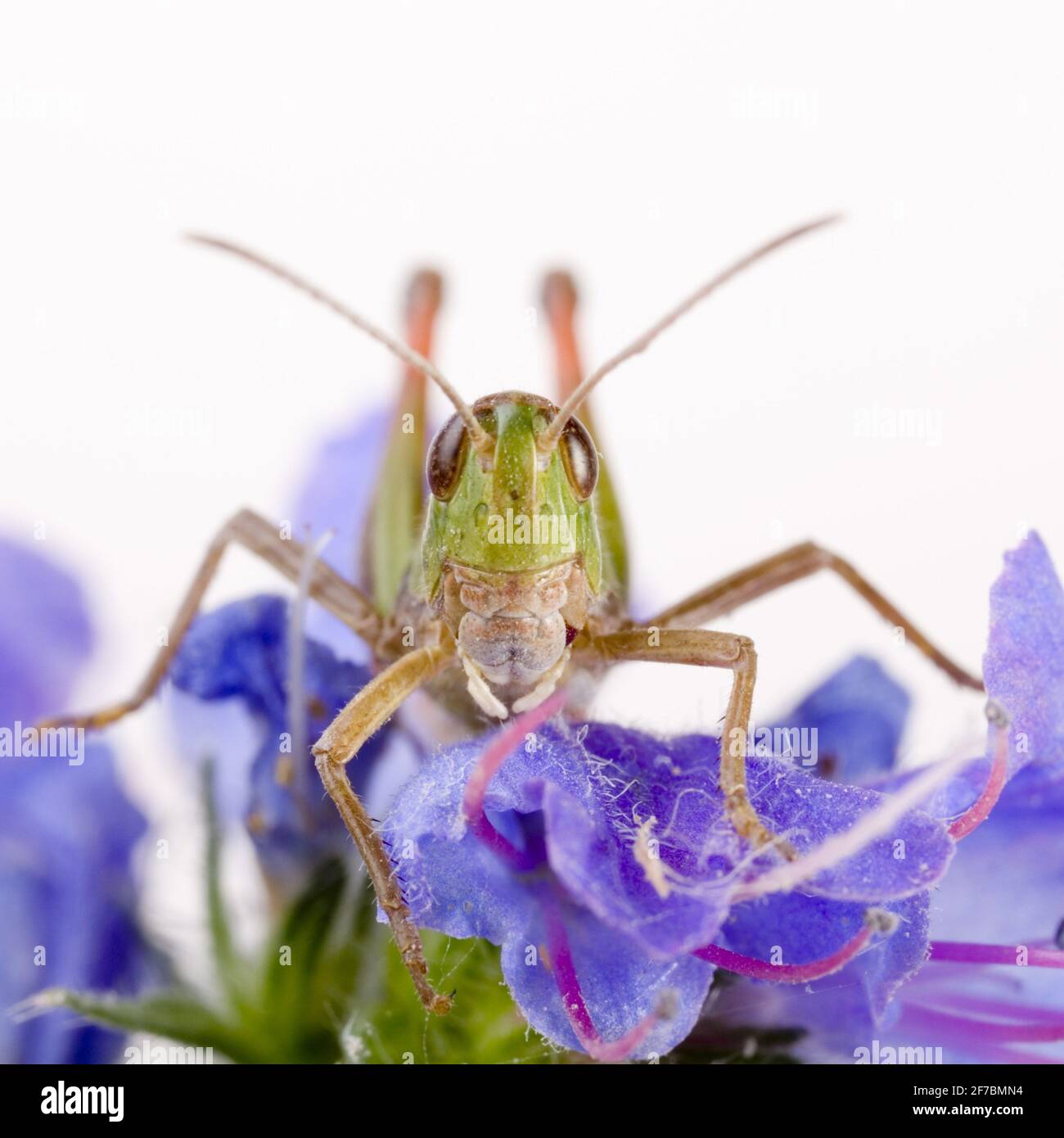 stripe-winged grasshopper, lined grasshopper (Stenobothrus lineatus ...