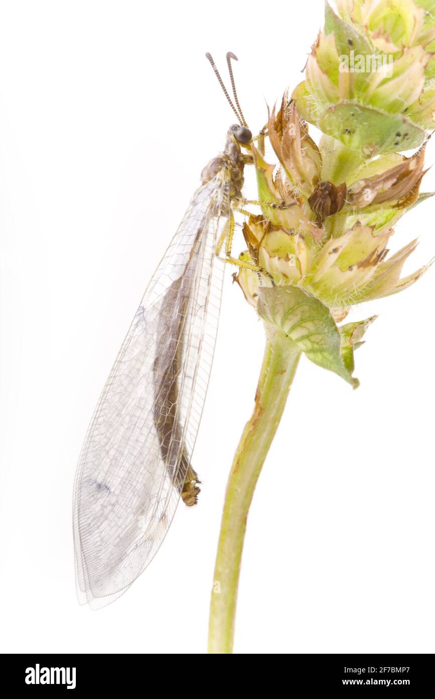 European antlion (Euroleon nostras), sits on an infructescence, Germany ...