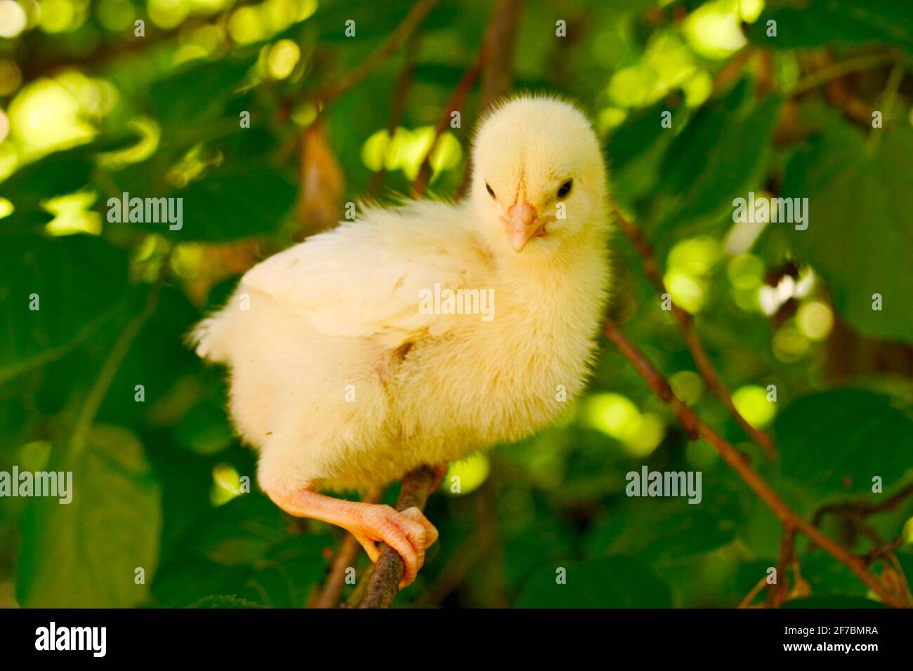 Chicken branch hi-res stock photography and images - Alamy