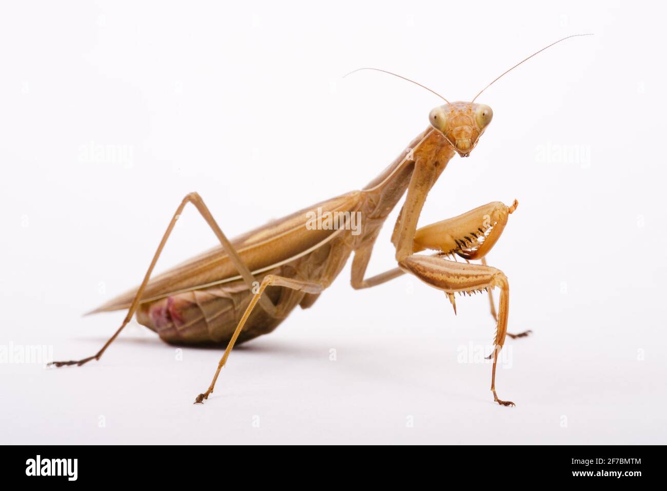 Studio insects hi-res stock photography and images - Alamy