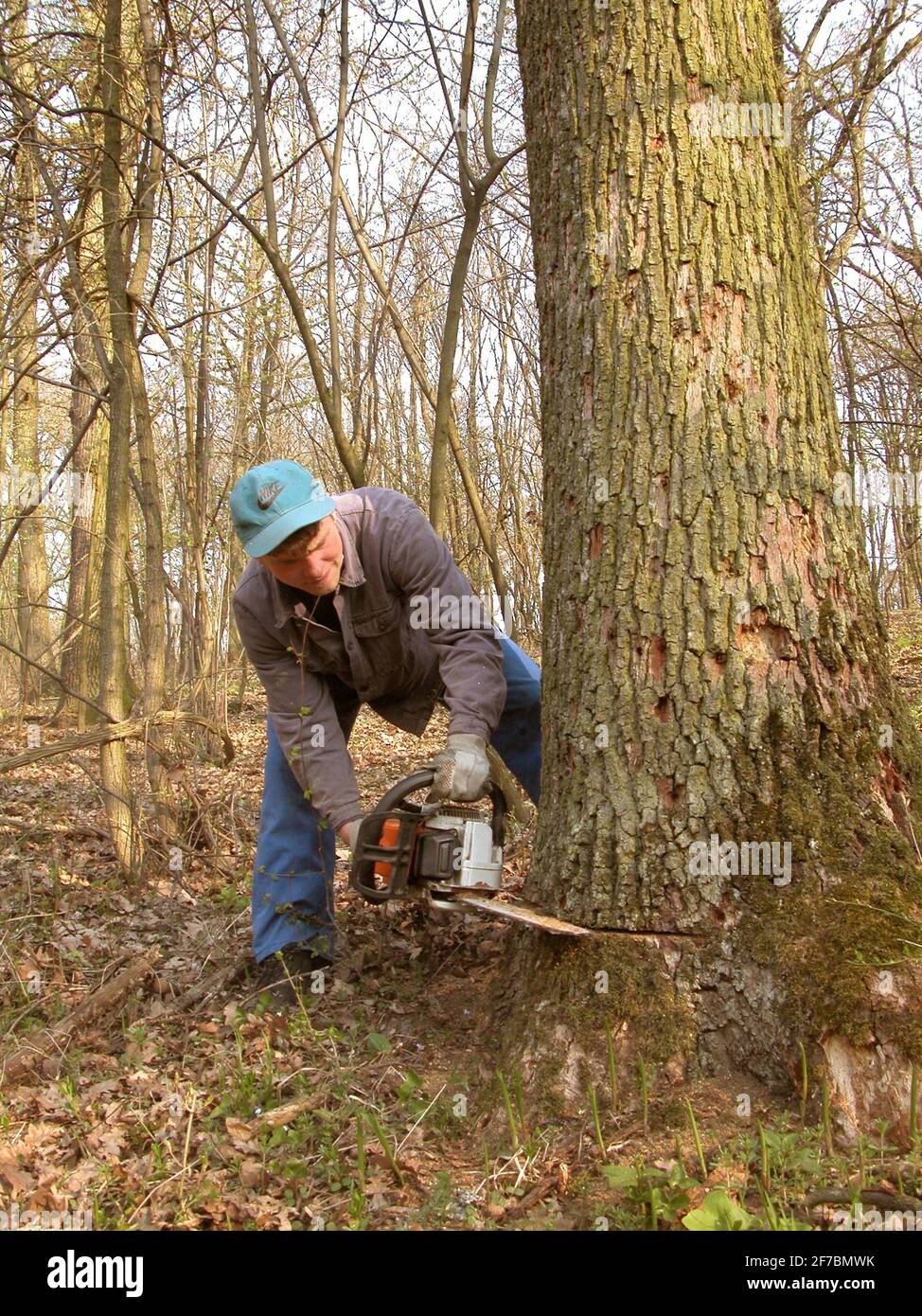 lumberjack with chainsaw at work in the forest , Austria, Lower Austria ...