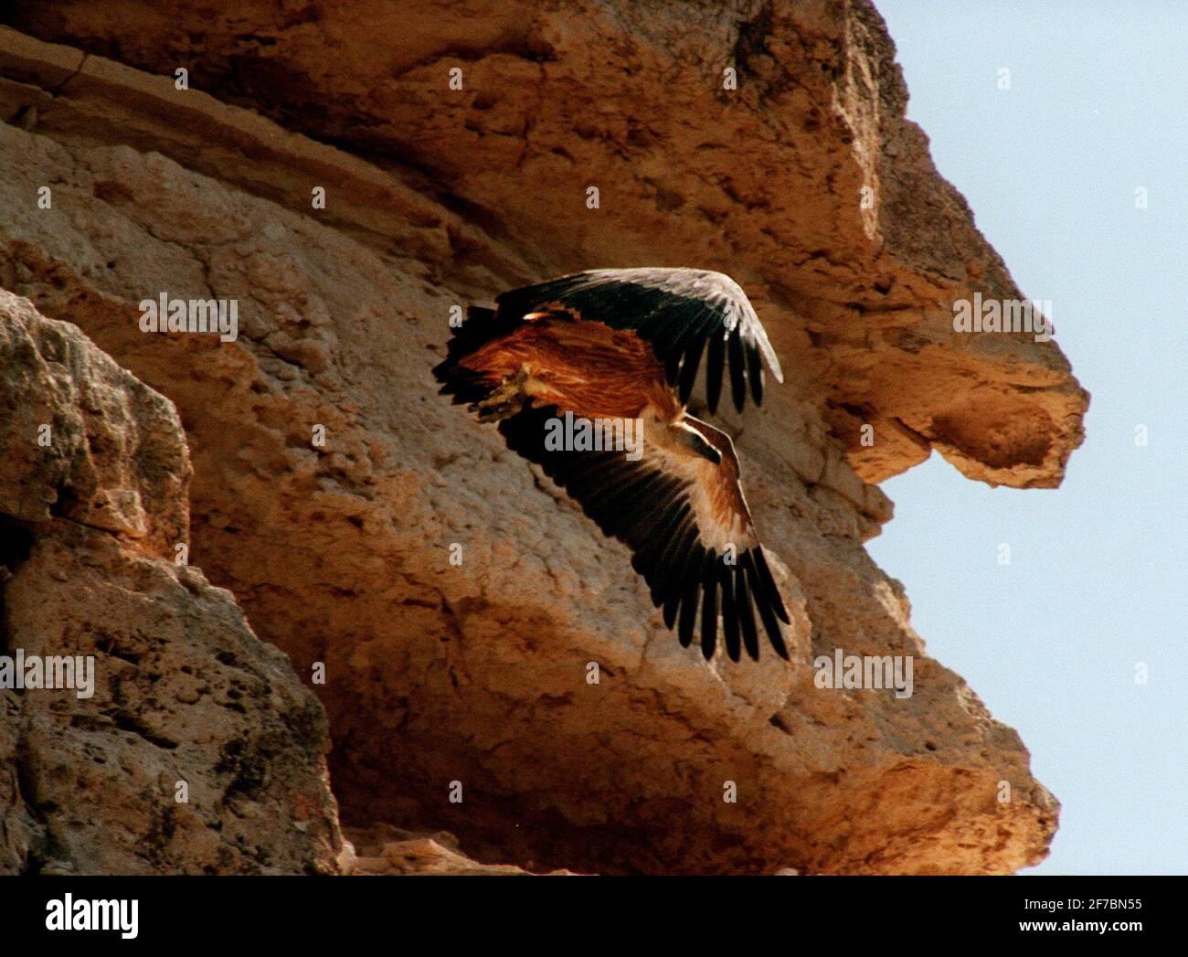 A GRIFFIN VULTURE FLIES FROM ITS NEST IN THE HIGH CLIFFS ABOVE EPISKOPI ...