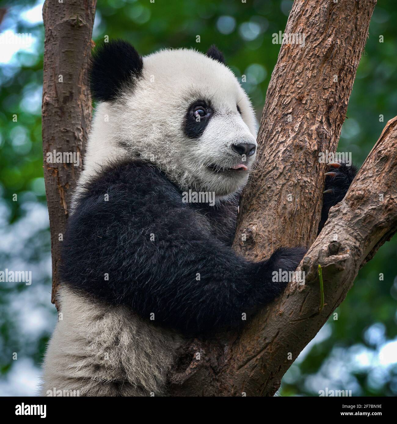 Giant panda bear in tree Stock Photo - Alamy
