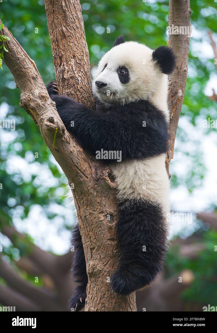 Giant panda bear in tree Stock Photo - Alamy