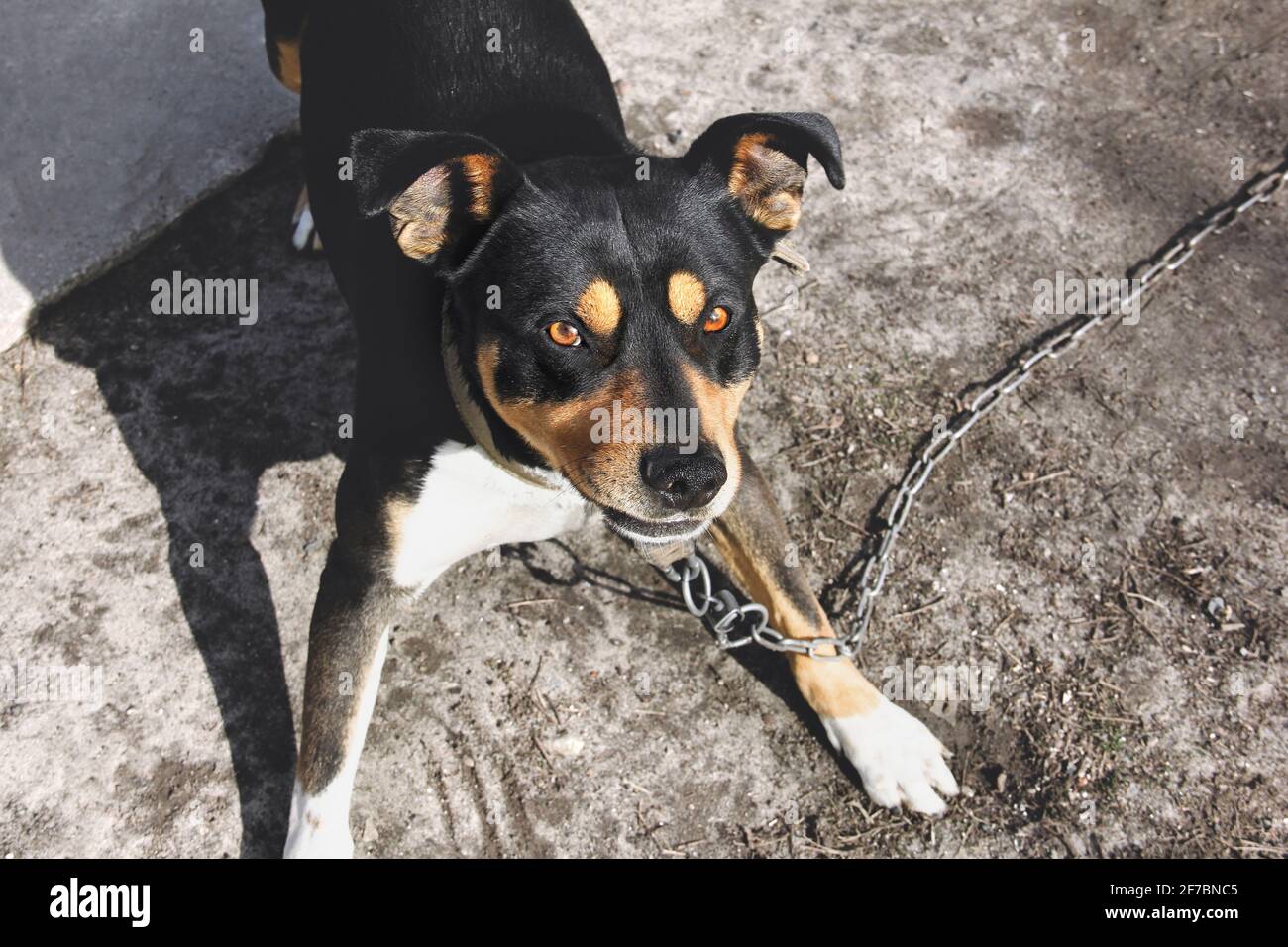 Dog looks at the camera hi-res stock photography and images - Alamy