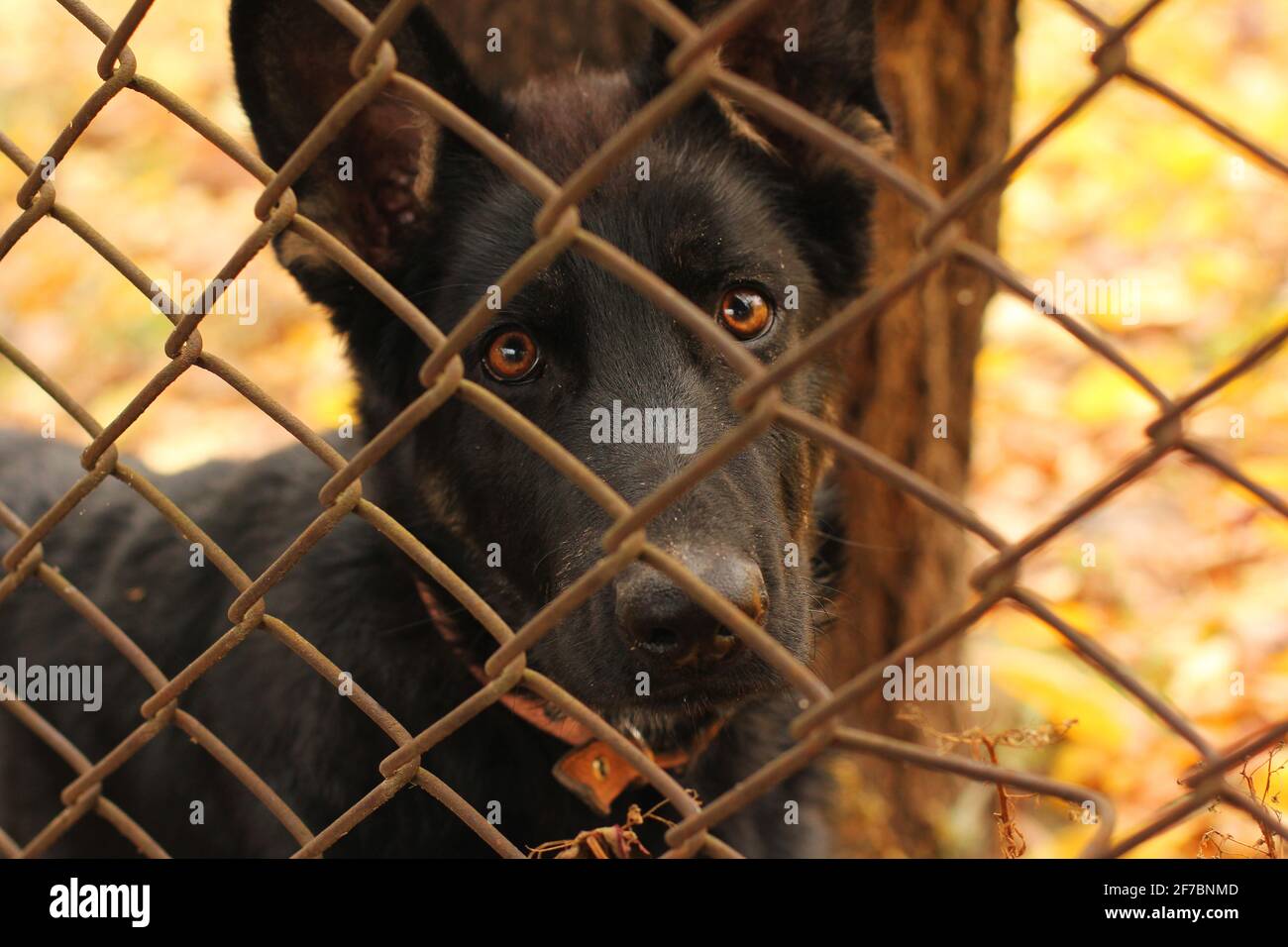 Black dog behind the net. Black shepherd dog Stock Photo - Alamy