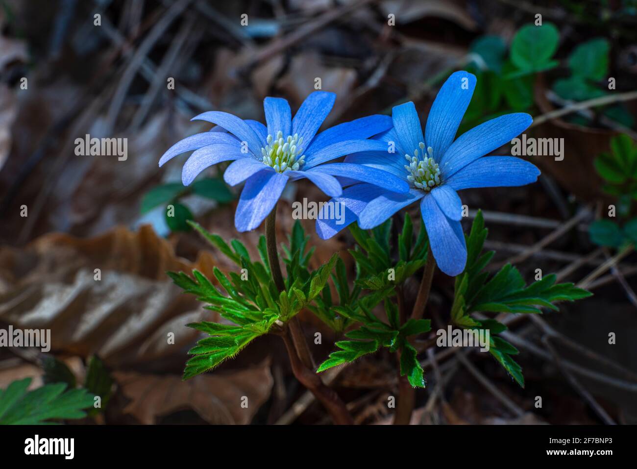Anemone hepatica l hi-res stock photography and images - Alamy