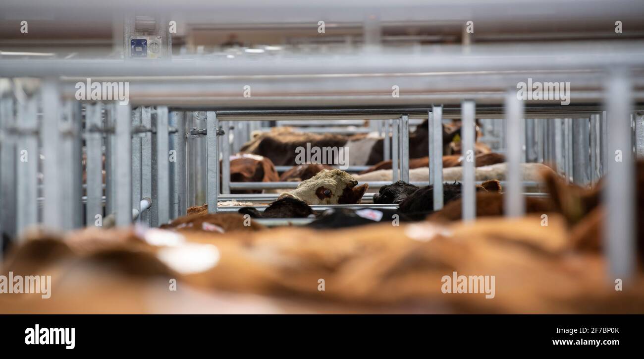 Cattle for sale hi-res stock photography and images - Alamy