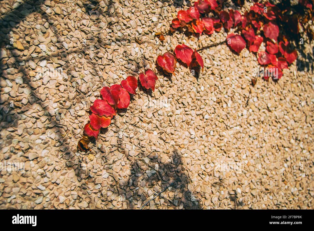 Red autumn autumnal leaves foliage wall climber climbing plant hi-res ...