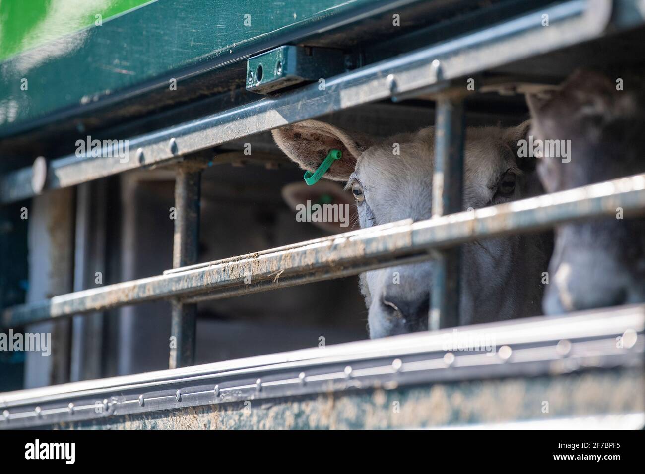 Livestock lorry transport sheep hi-res stock photography and images - Alamy