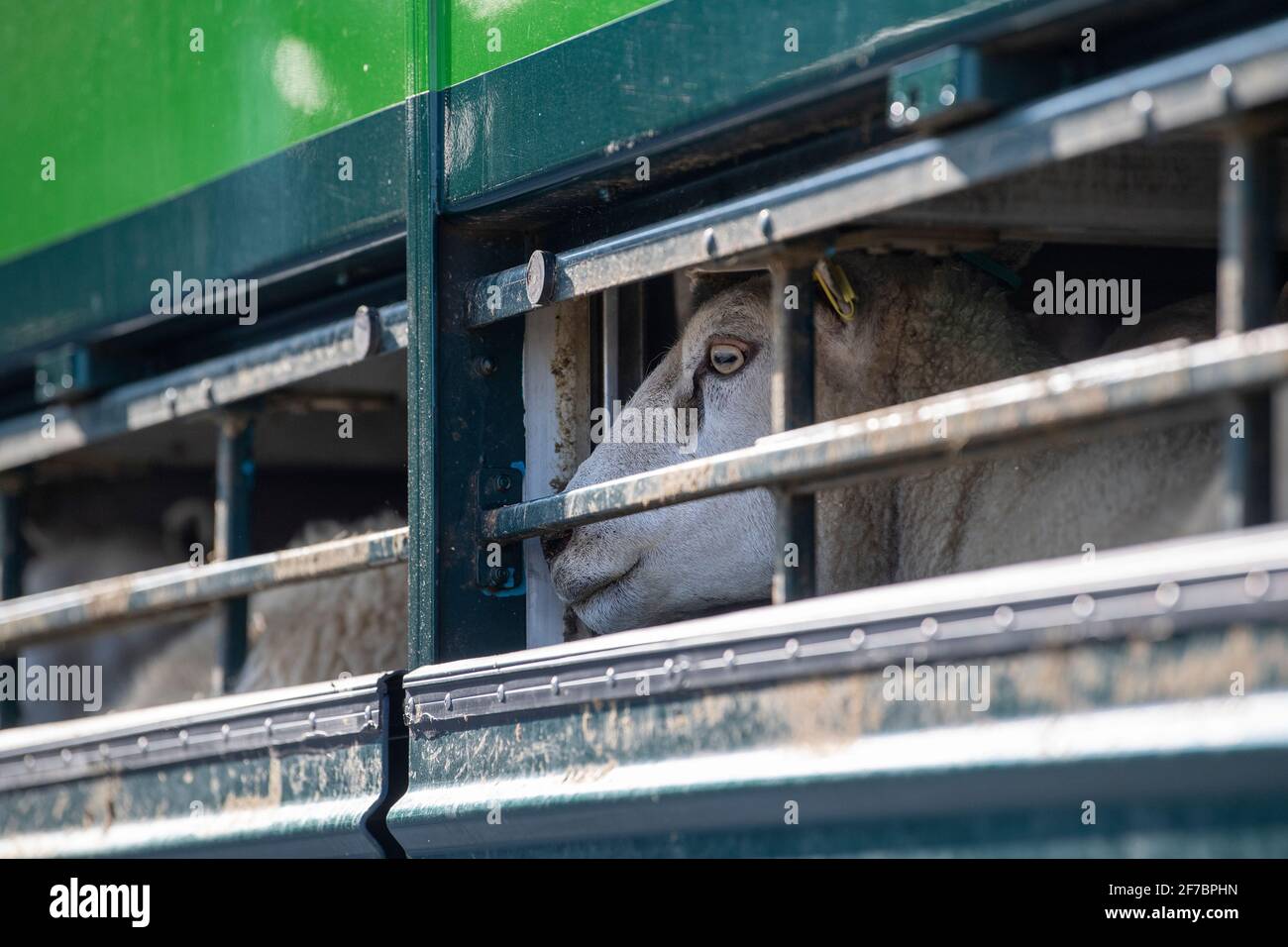 Livestock transport uk hi-res stock photography and images - Alamy