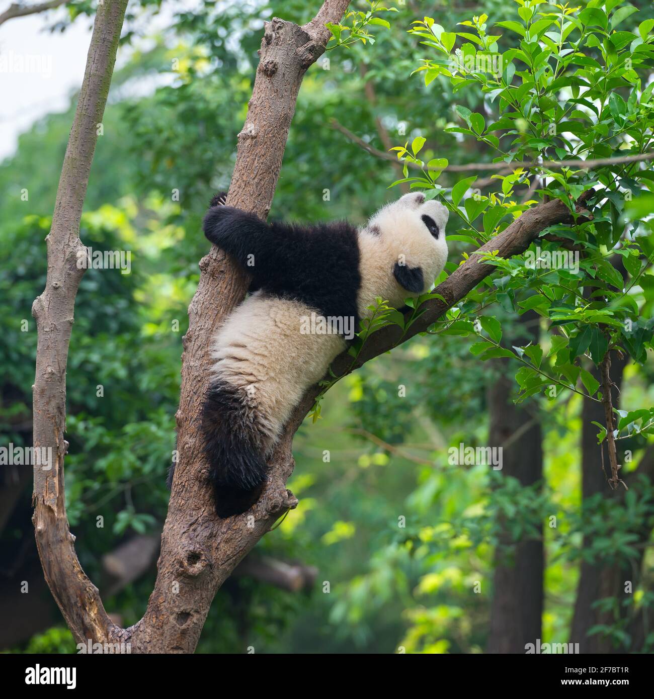 Panda Bear In A Tree