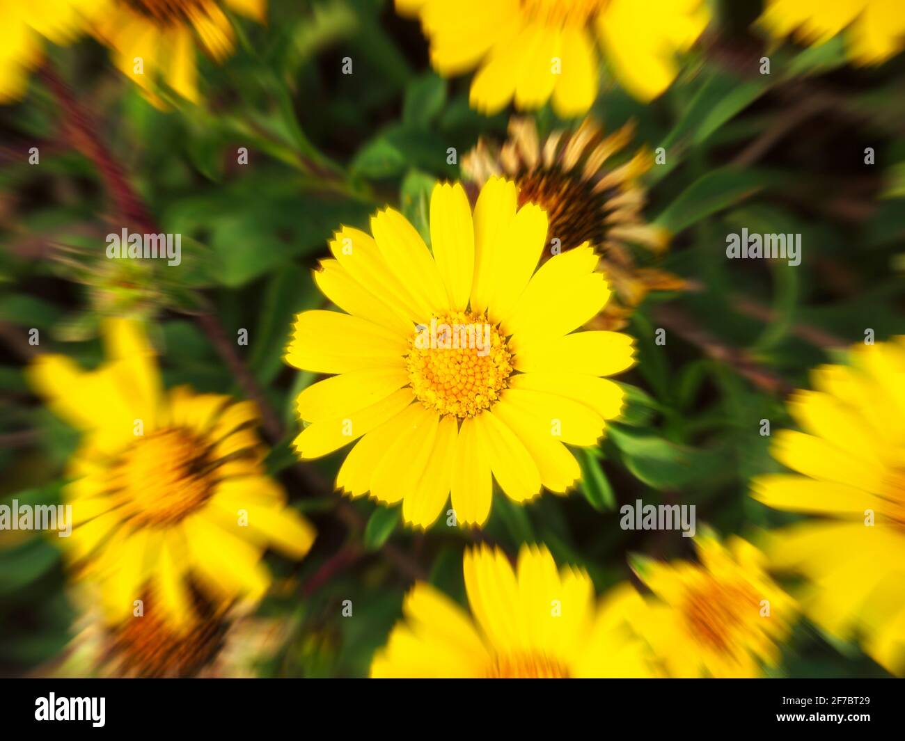 Group of yellow daisies in the field in the sunshine Stock Photo - Alamy