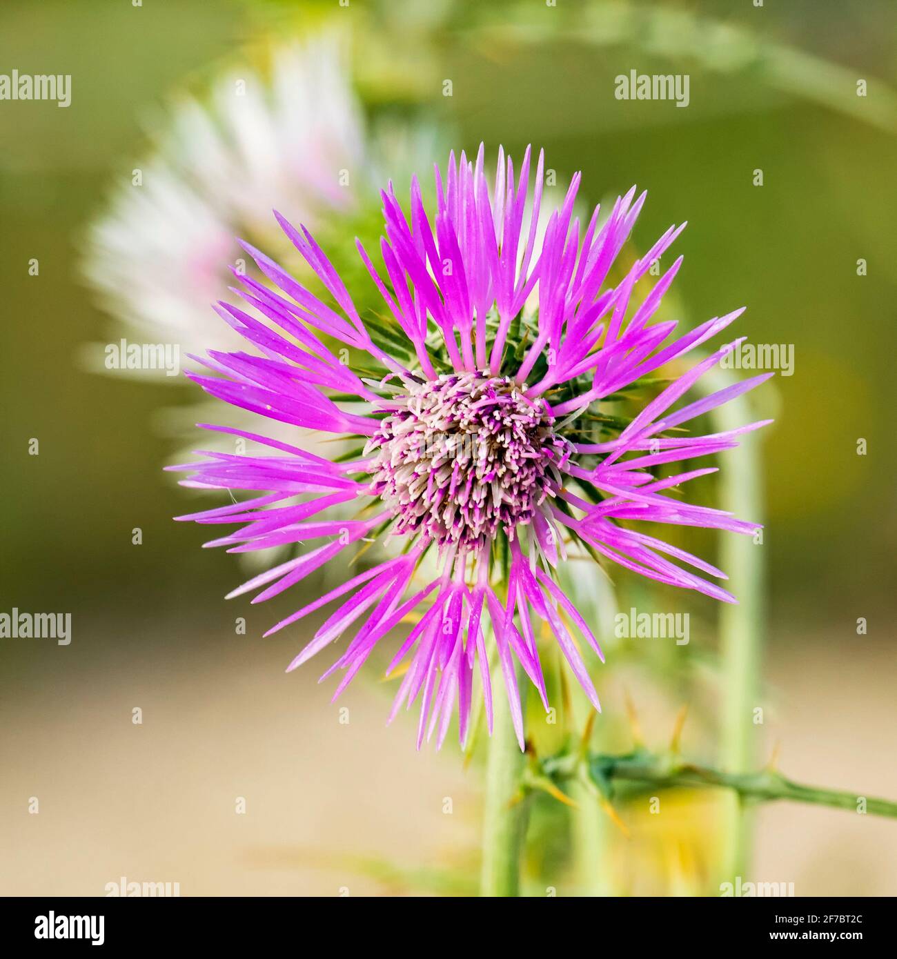 Wildflower backgrounds hi-res stock photography and images - Alamy