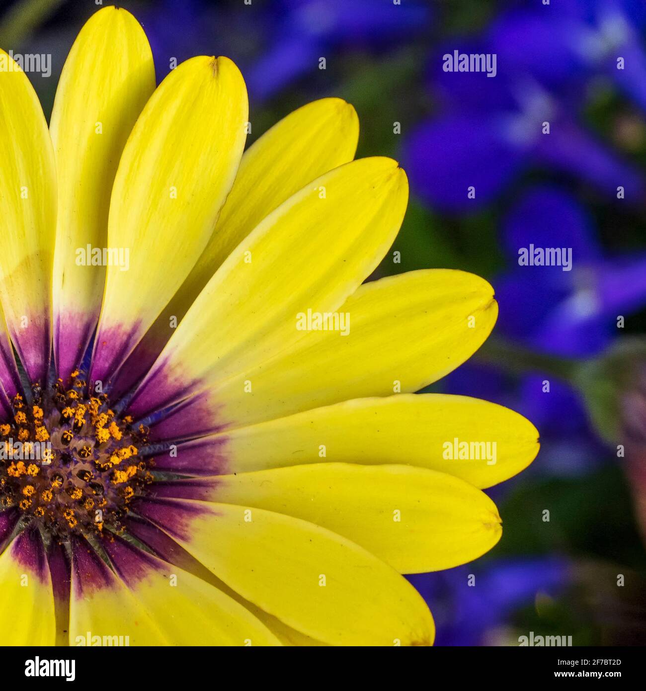 Daisy daisy family hi-res stock photography and images - Alamy
