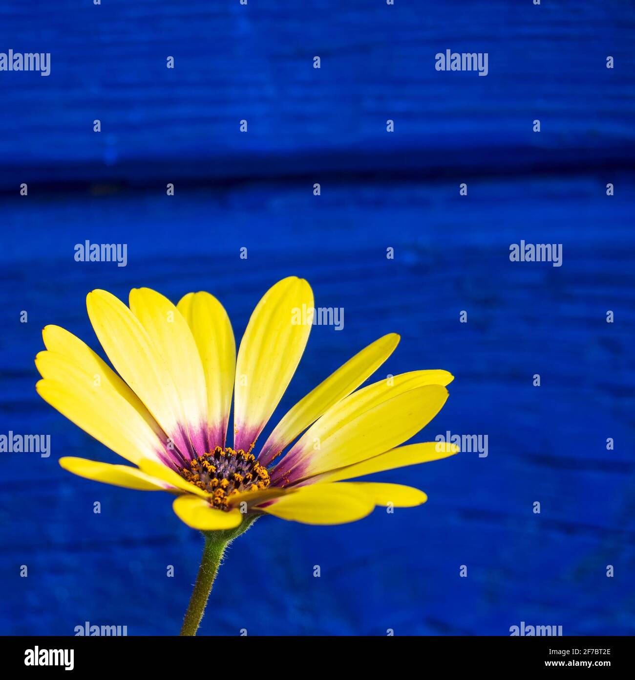 Daisy family flora hi-res stock photography and images - Alamy