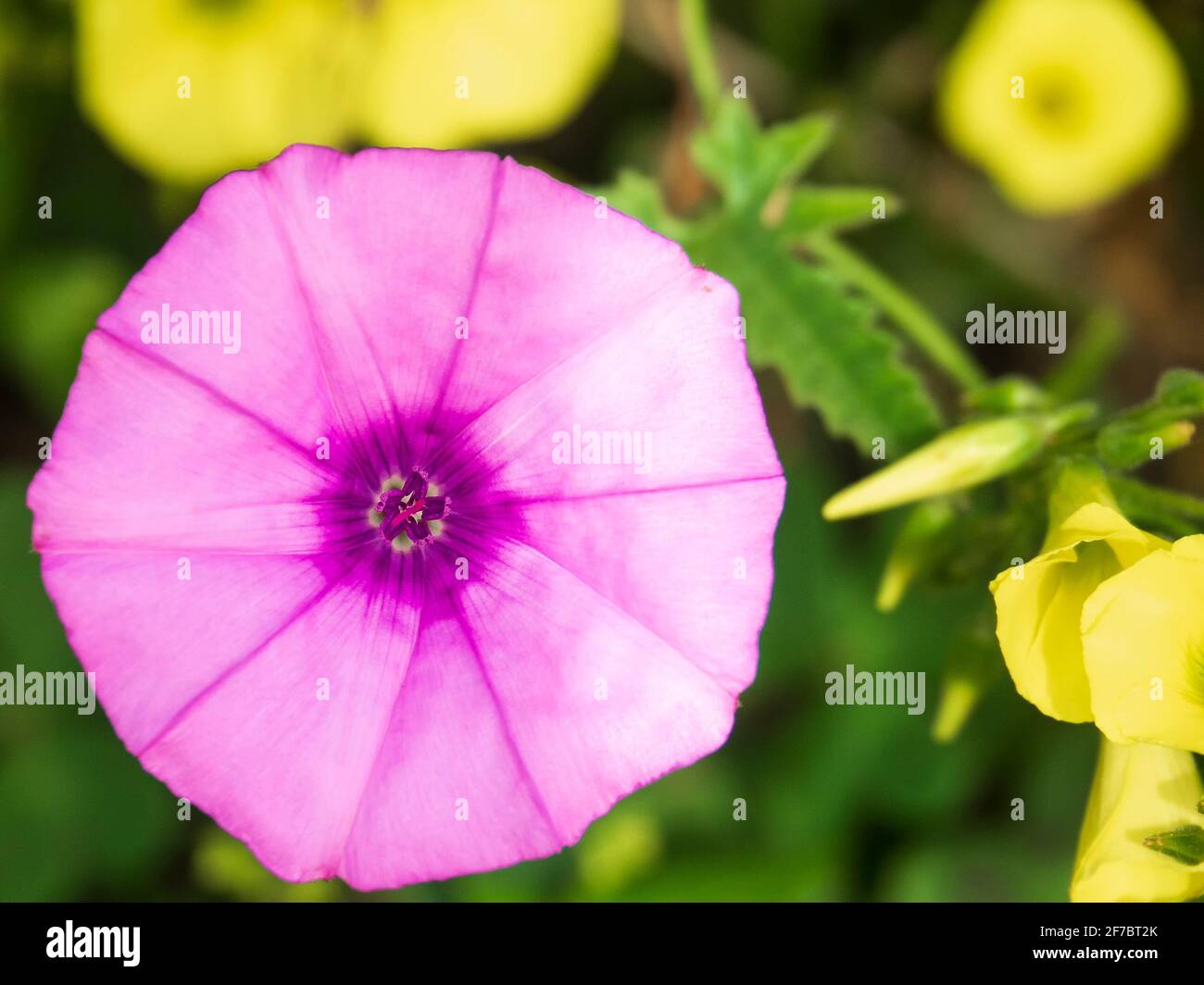 Wildflower backgrounds hi-res stock photography and images - Alamy
