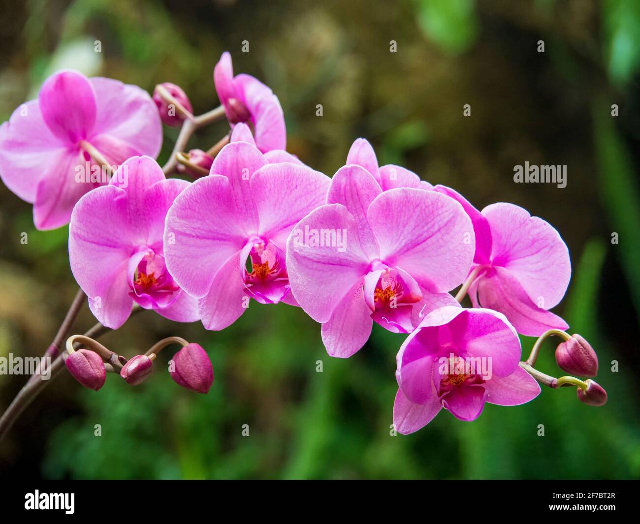 Group of orchids hi-res stock photography and images - Alamy