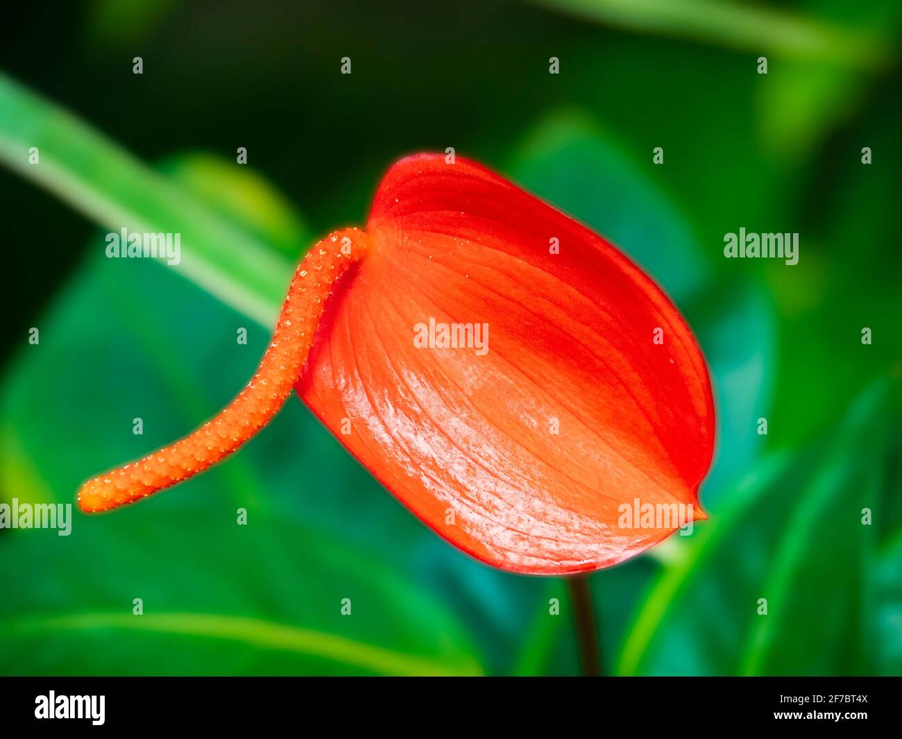 Red exotic flower hi-res stock photography and images - Alamy