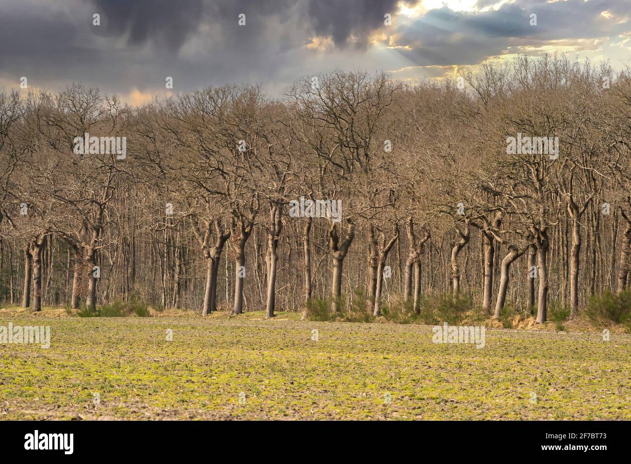 Sunset In Deciduous Forest Landscape. Green grass in the foreground ...