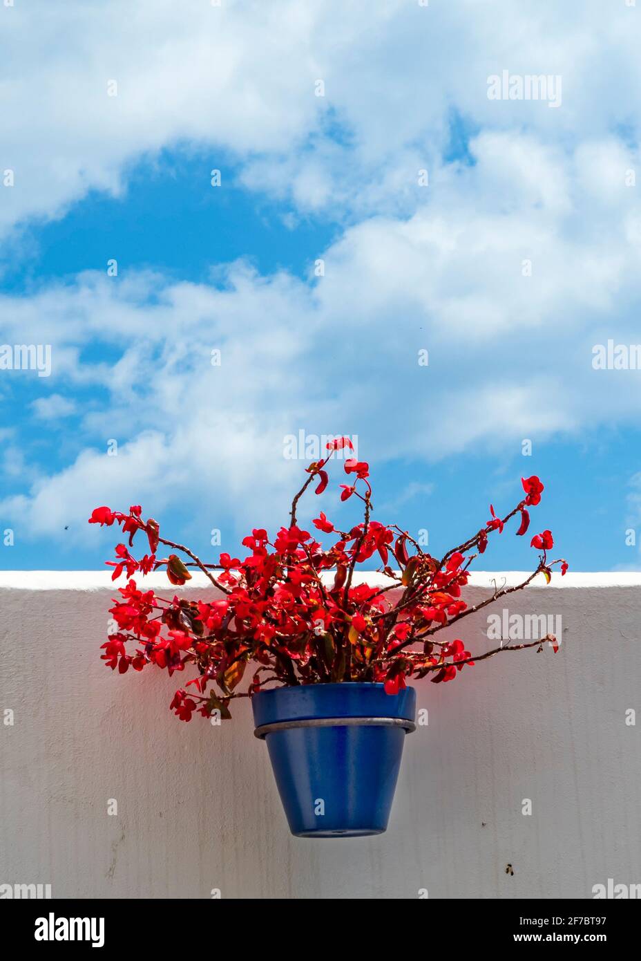 Blue flower pot hi-res stock photography and images - Alamy