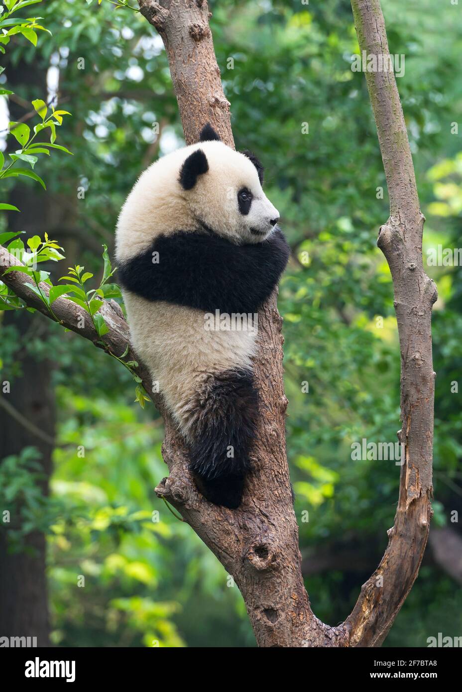 Giant Panda Climbing Tree