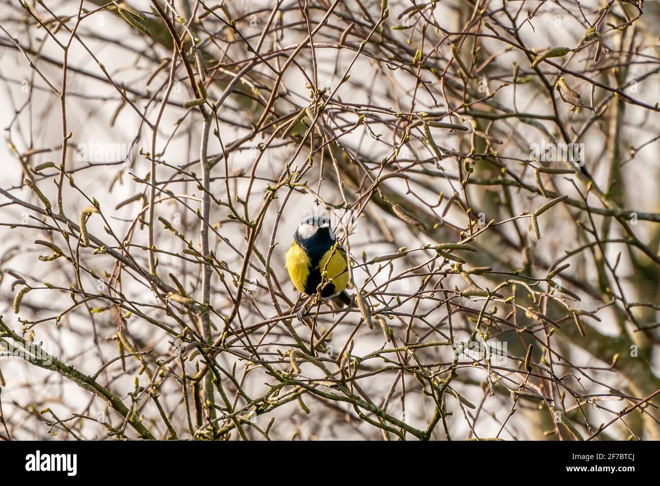 Great tit, Parus major, black and yellow passerine bird sitting on a ...