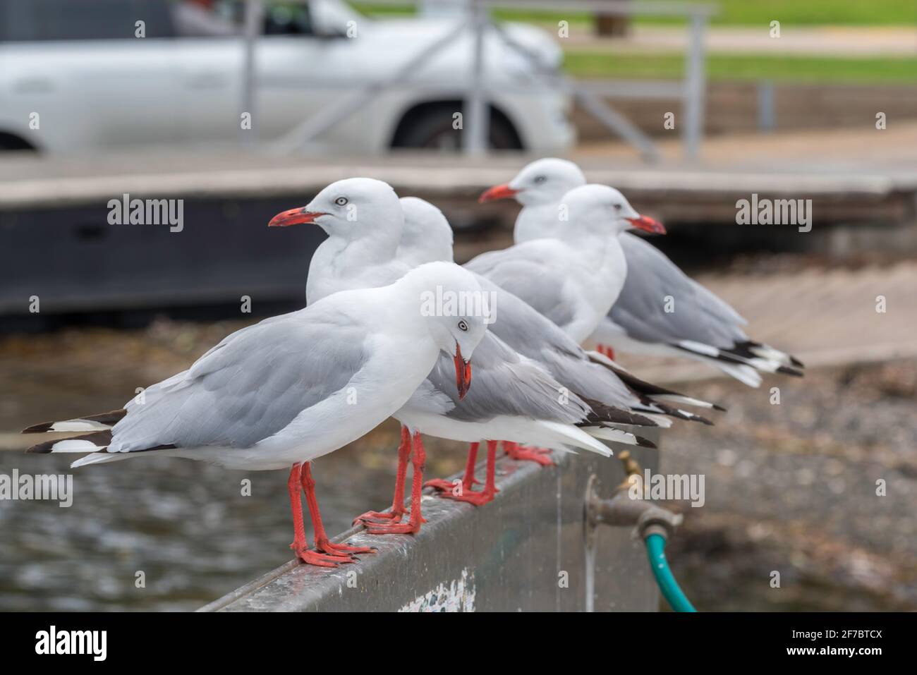 A line of Silver Gulls, Seagulls (Chroicocephalus novaehollandiae ...