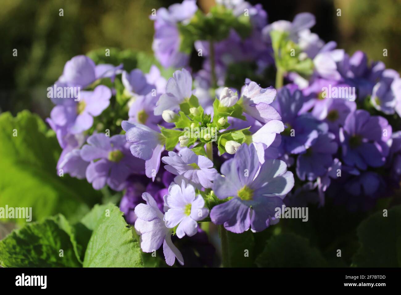 Blue and primrose hi-res stock photography and images - Alamy