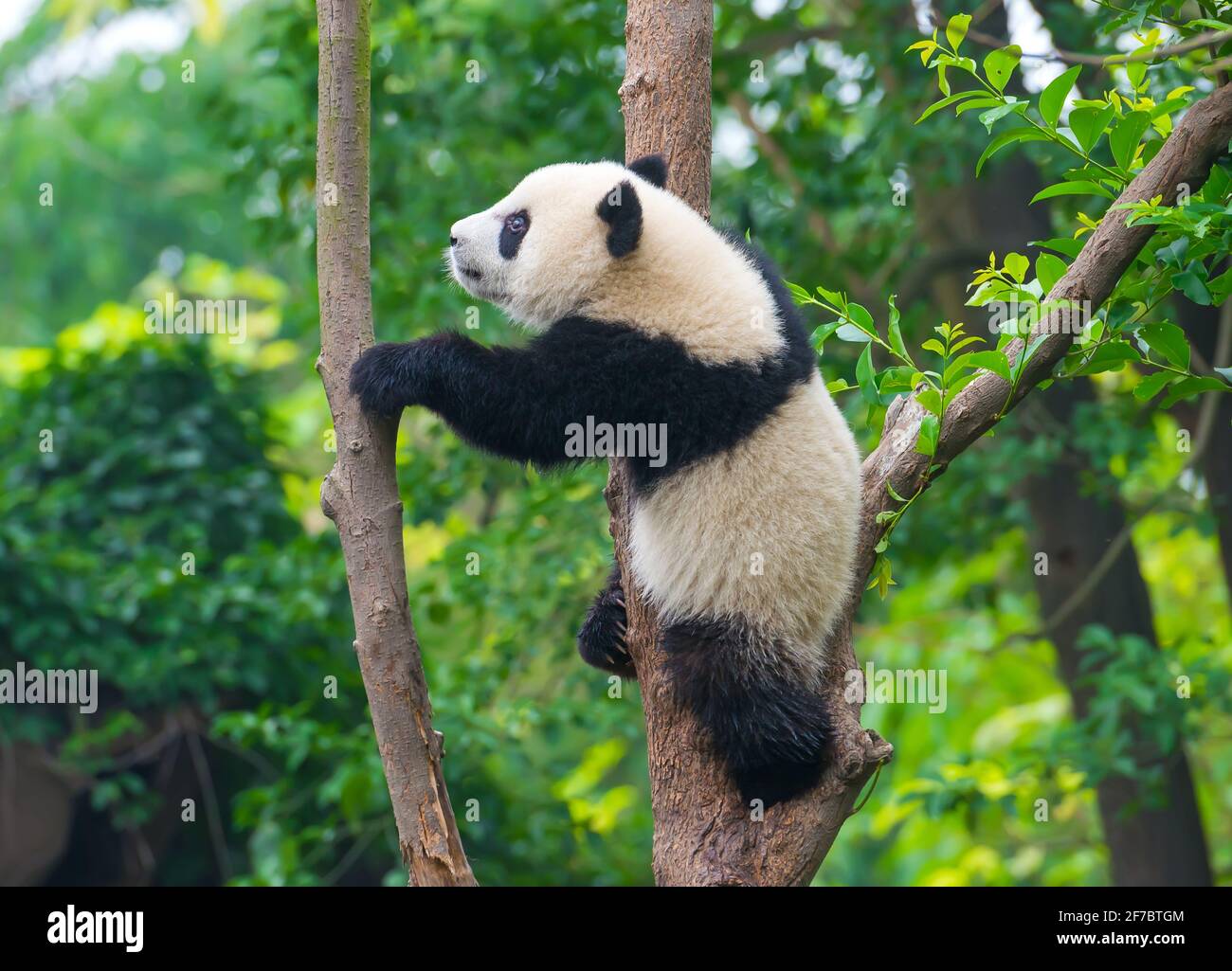 Panda bear in tree Stock Photo - Alamy
