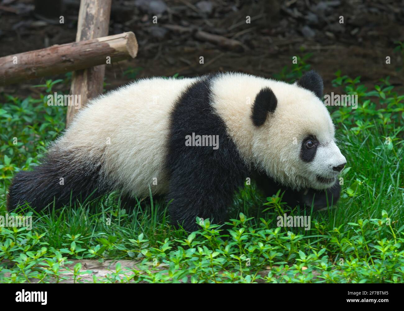 Young panda walking Stock Photo - Alamy