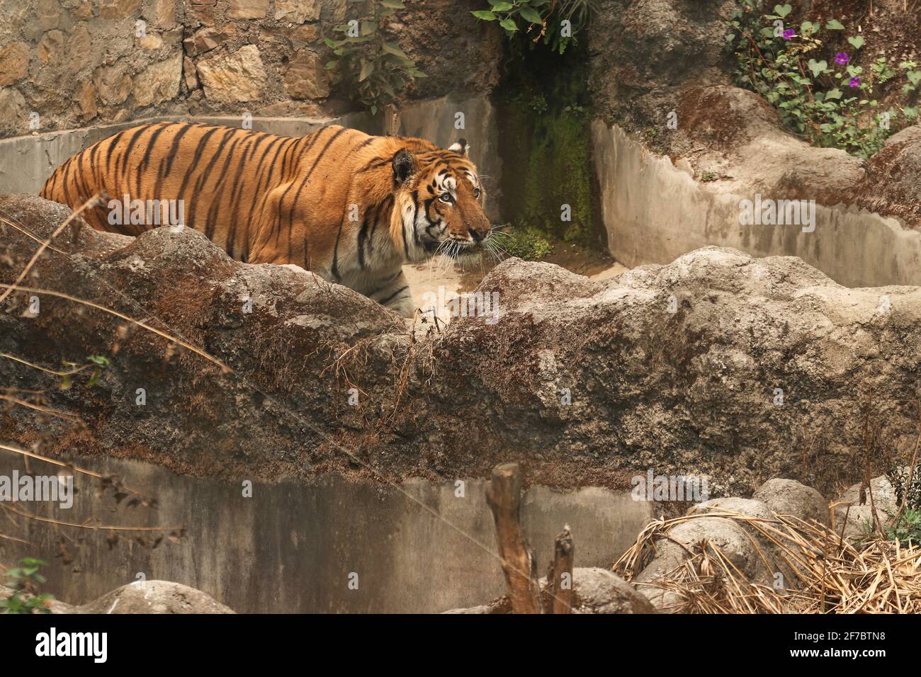 Kathmandu zoo nepal hi-res stock photography and images - Alamy