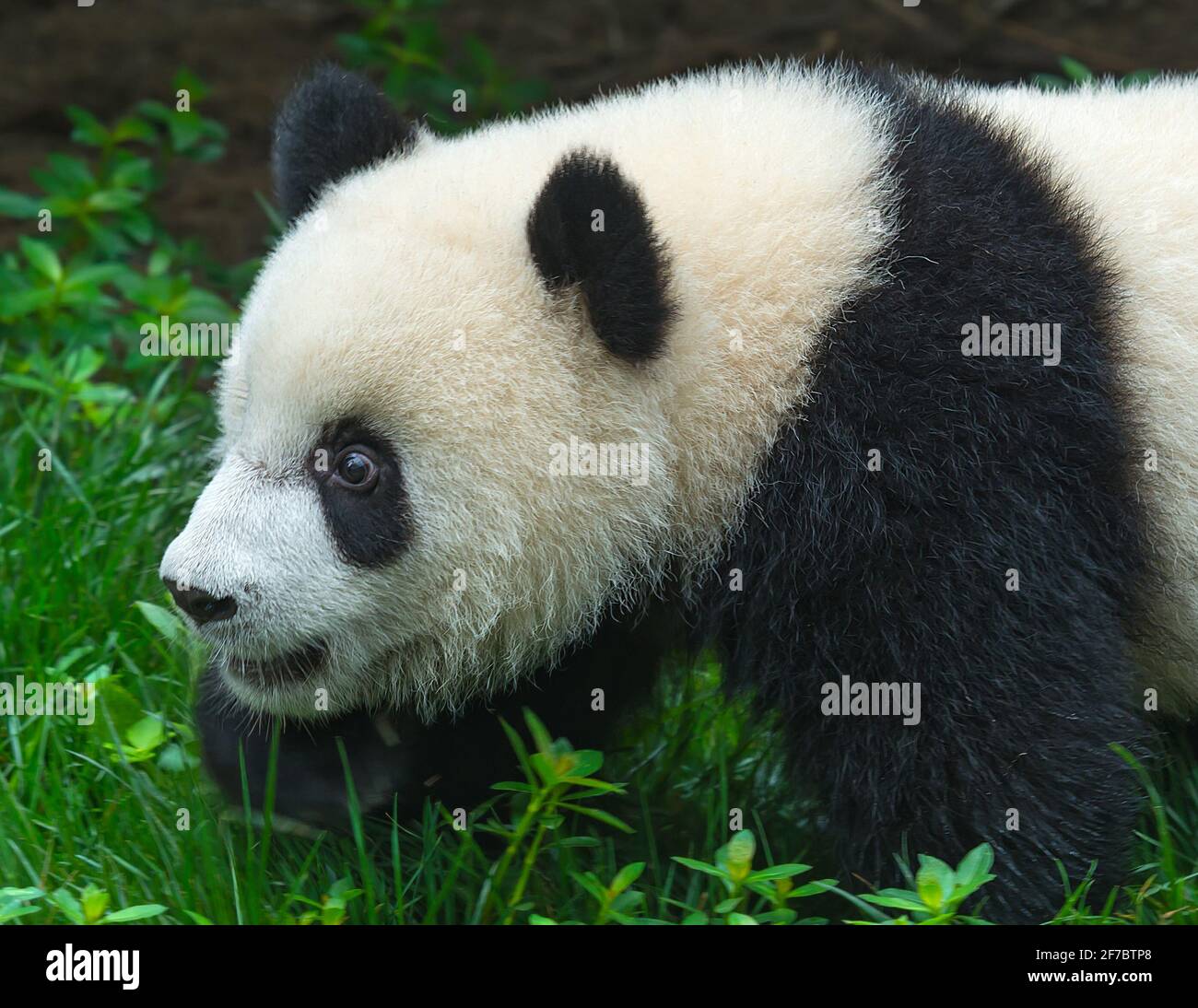 Giant Panda Running High Resolution Stock Photography and Images - Alamy